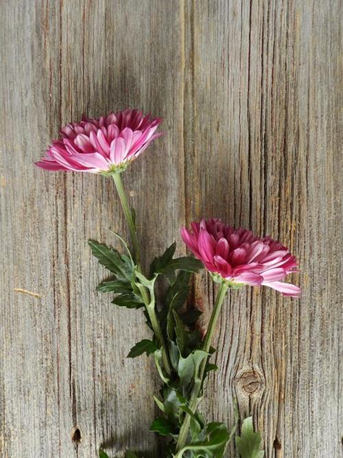 Wholesale Cremone Purple Disbuds Delivered Online | FlowerFarm