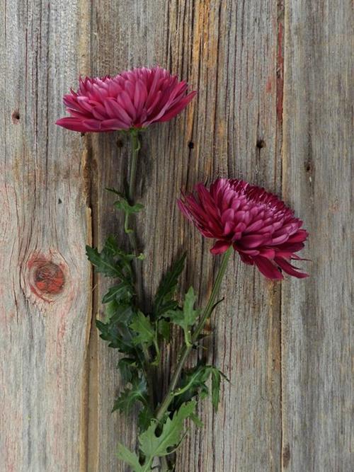 Wholesale Tornado Cremone Purple Disbuds/Mums Delivered Online | FlowerFarm