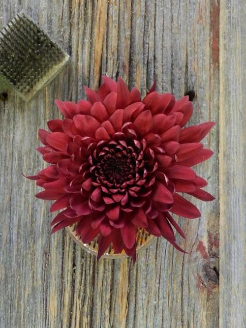 Wholesale Disbuds & Mums Delivered | FlowerFarm