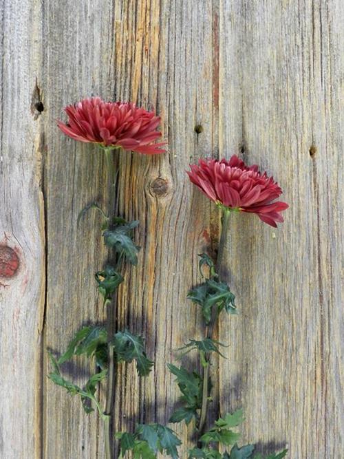 Wholesale Tornado Cremone Red Disbuds Delivered Online | FlowerFarm