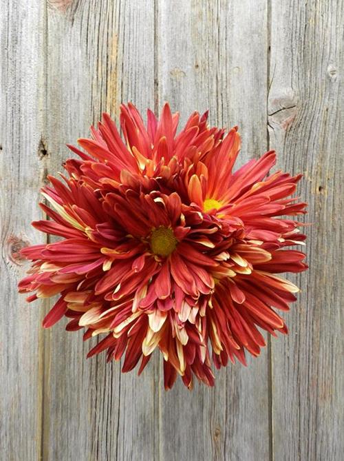 Wholesale Morgan Red Cremone Disbuds Delivered Online | FlowerFarm