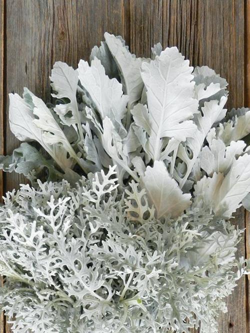 Wholesale Assorted Dusty Miller Delivered Online | FlowerFarm