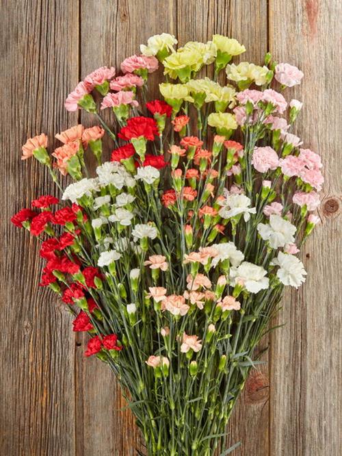Wholesale 150 Carnations & 50 Mini Carns Assorted Combo Box Delivered ...