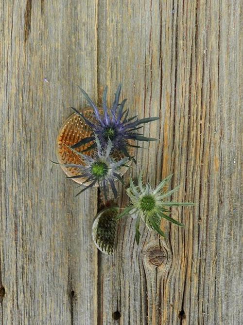 Wholesale Blue Bell Blue Eryngium Delivered Online | FlowerFarm