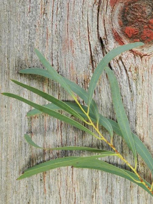 Wholesale Feather Willow Green Eucalyptus Delivered Online | FlowerFarm