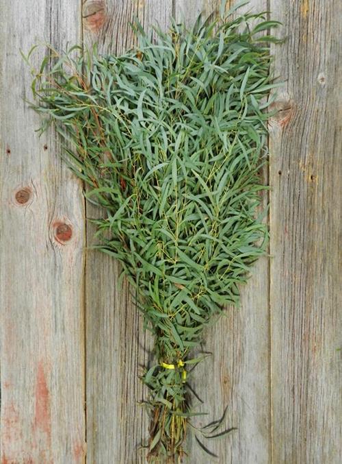 Wholesale Feather Green Eucalyptus Delivered Online | FlowerFarm
