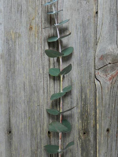 Wholesale True Blue Eucalyptus Delivered Online | FlowerFarm