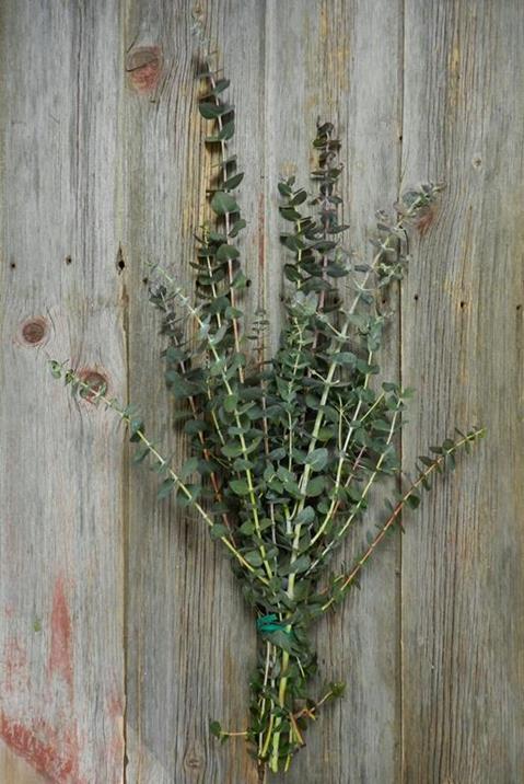 Wholesale True Blue Eucalyptus Delivered Online | FlowerFarm