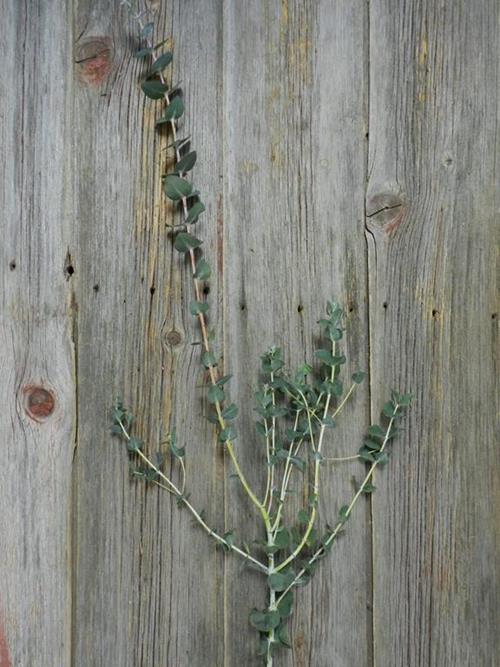 Wholesale True Blue Eucalyptus---20 Stem Bqt Delivered Online | FlowerFarm