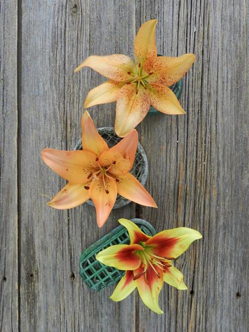 Wholesale Fall Magic 2/3 Bloom Assorted Color L.A. Hybrid Lilies ...