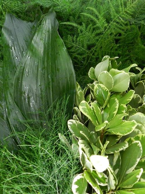 Wholesale Greens in Bulk | FlowerFarm - Fresh Cut Greens