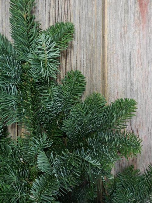 Wholesale Douglas Fir Boughs Delivered Online | FlowerFarm