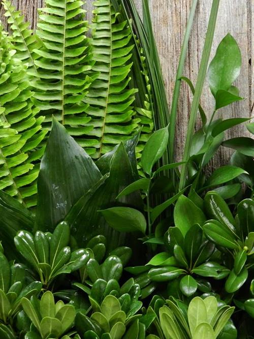 Wholesale Florida Fun Mixed Greens Combo Box Delivered Online | FlowerFarm