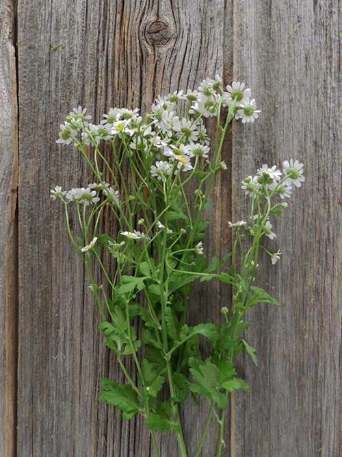 Wholesale White Daisy Fever Few Delivered Online | FlowerFarm
