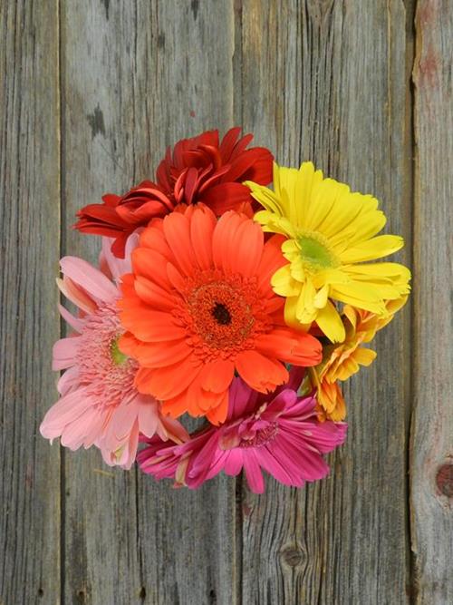 Wholesale Assorted Gerberas Delivered Online | FlowerFarm