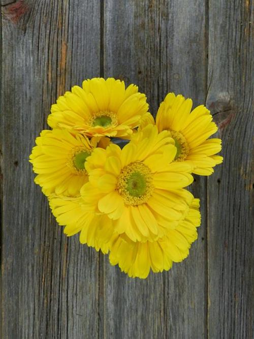 Wholesale Meriva Yellow Gerbera Daisies Delivered Online | FlowerFarm