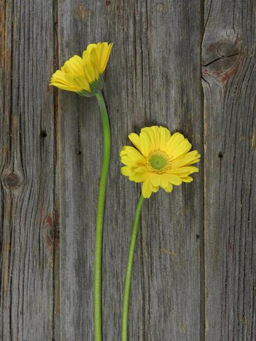 Wholesale Meriva Yellow Gerbera Daisies Delivered Online | FlowerFarm