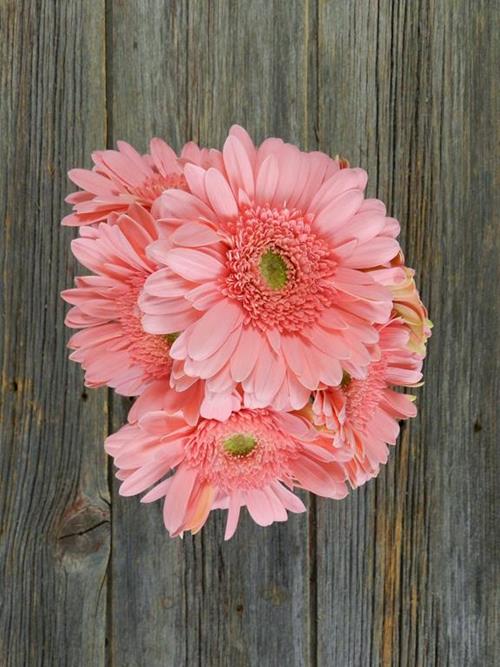 Wholesale Pink Gerberas Delivered Online | FlowerFarm