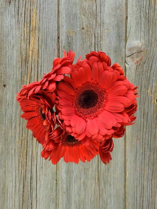 Wholesale Red Gerberas Delivered Online | FlowerFarm