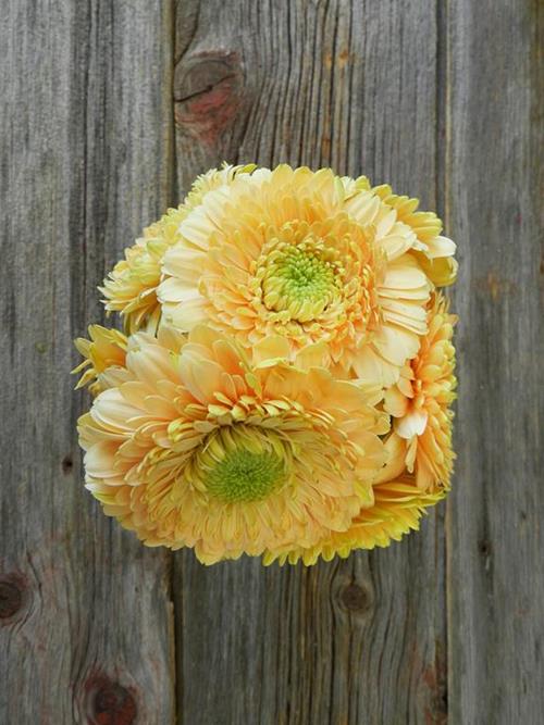 Wholesale Terra Maga Peach Gerondo Gerbera Daisy Delivered Online ...