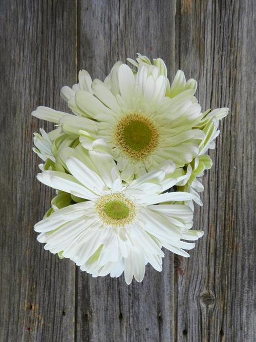 Wholesale White Gerberas Delivered Online | FlowerFarm