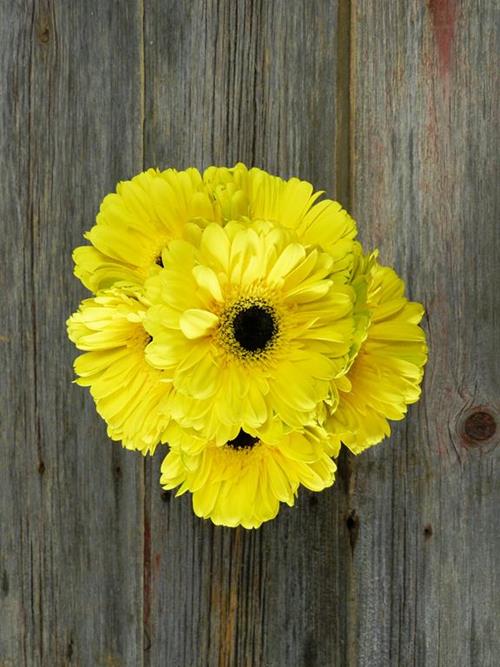 Wholesale Yellow Gerberas Delivered Online | FlowerFarm