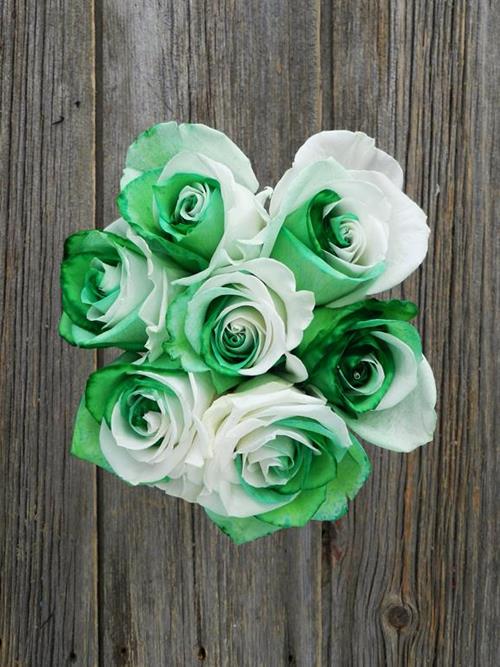 Wholesale Green & White Tinted Roses Delivered Online | FlowerFarm
