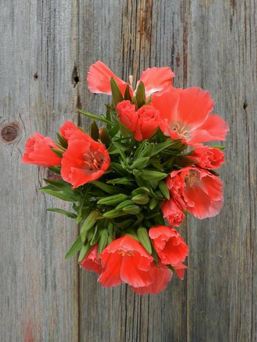 Wholesale Salmon/ Coral Godetia Delivered Online | FlowerFarm