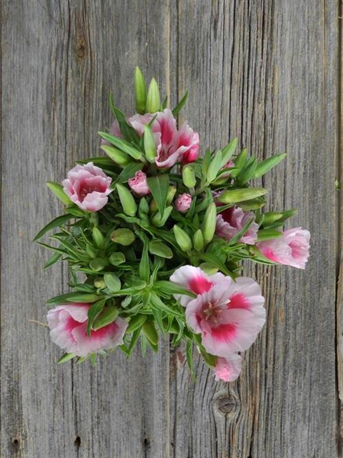 Wholesale Pink Godetia Delivered Online | FlowerFarm