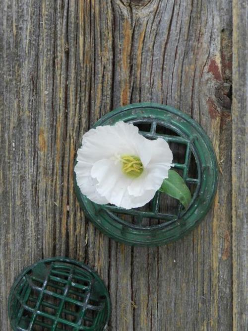 Wholesale White Godetia Delivered Online | FlowerFarm