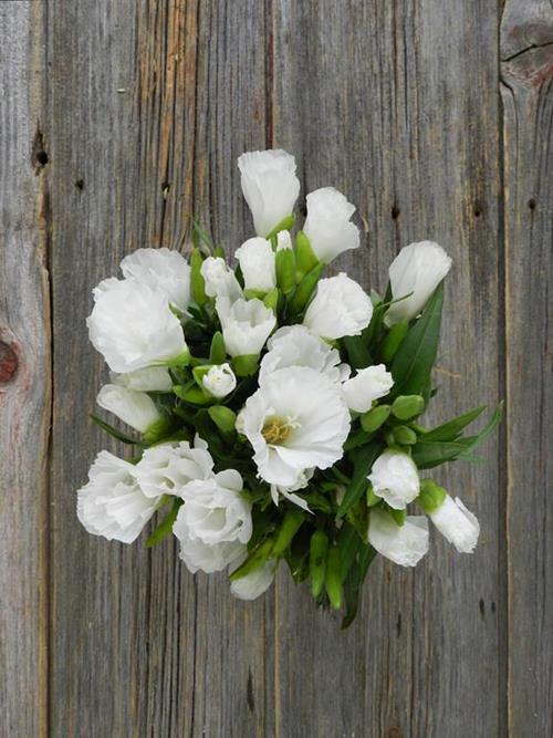 Wholesale White Godetia Delivered Online | FlowerFarm