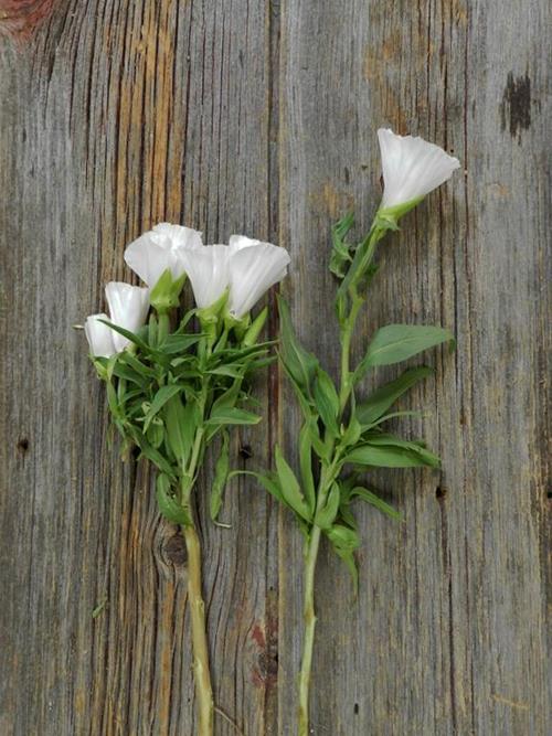 Wholesale White Godetia Delivered Online | FlowerFarm