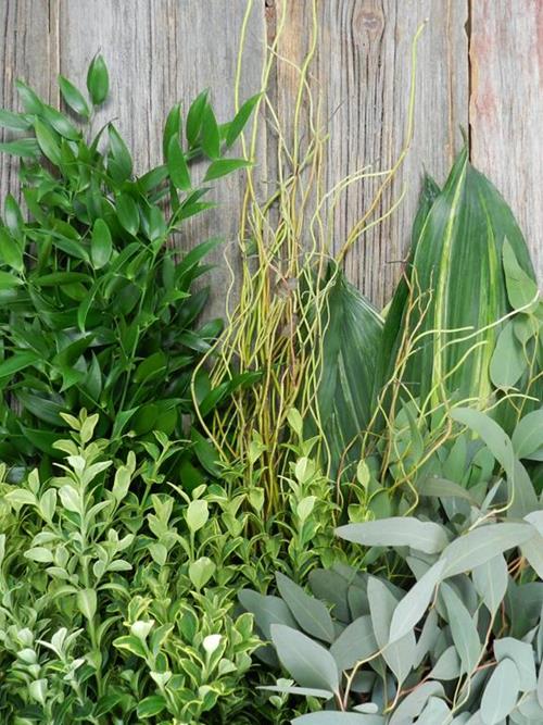 Wholesale Greens in Bulk | FlowerFarm - Fresh Cut Greens