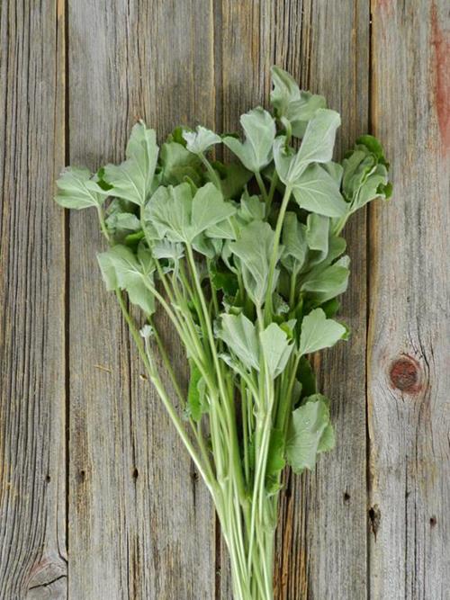 Wholesale Green Geraniums Delivered Online | FlowerFarm