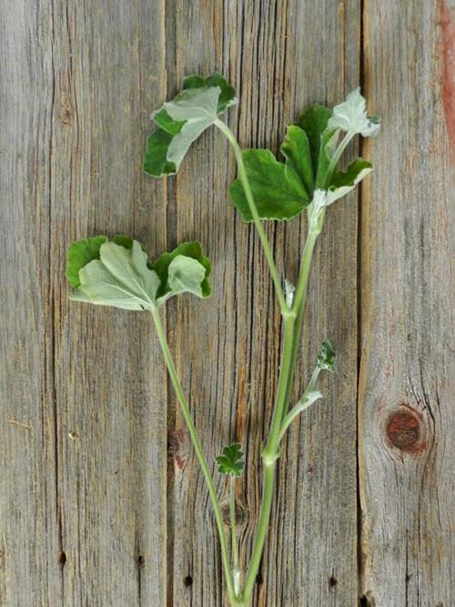 Wholesale Green Geraniums Delivered Online | FlowerFarm