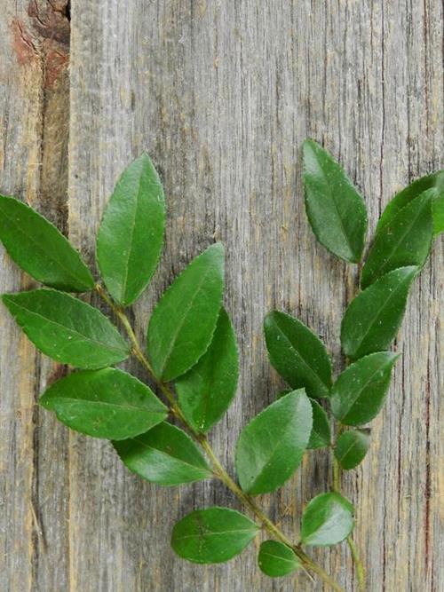 Wholesale Green Huck Delivered Online | FlowerFarm