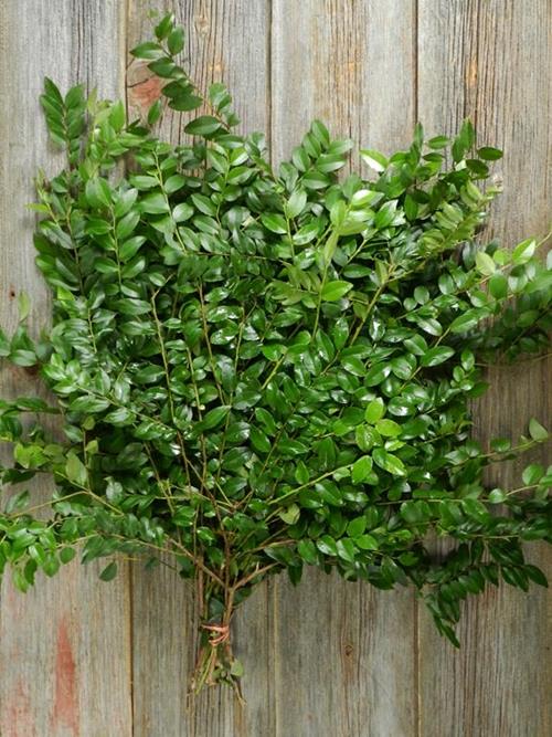 Wholesale Green Huck Delivered Online | FlowerFarm