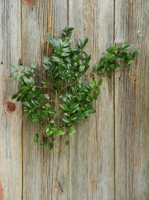 Wholesale Green Huck Delivered Online | FlowerFarm