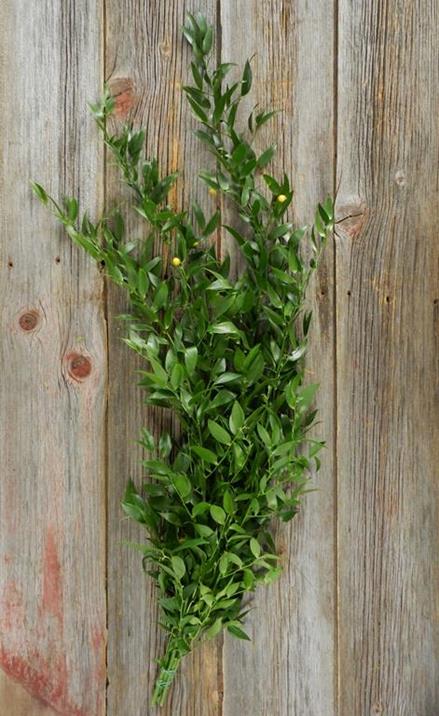 Wholesale Italian Ruscus 150 Gr. Greens Delivered Online | FlowerFarm