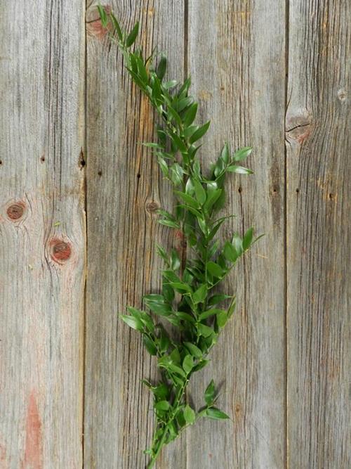 Wholesale Italian Ruscus 200 Gr. Greens Delivered Online | FlowerFarm