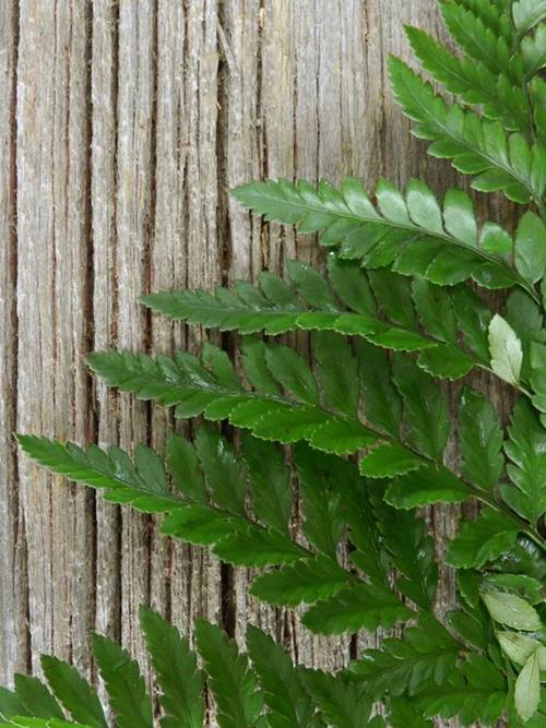 Wholesale Leatherleaf Greens Delivered Online | FlowerFarm