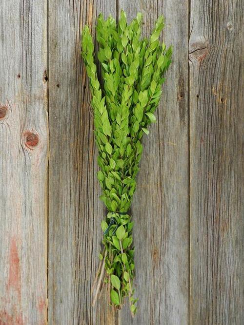 Wholesale Myrtle Greens Delivered Online | FlowerFarm