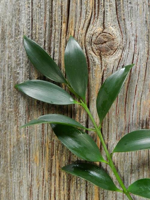 Wholesale Nagi Greens Delivered Online | FlowerFarm