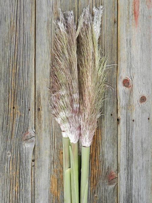 Wholesale Pampas Natural Fresh Grass Delivered Online | FlowerFarm