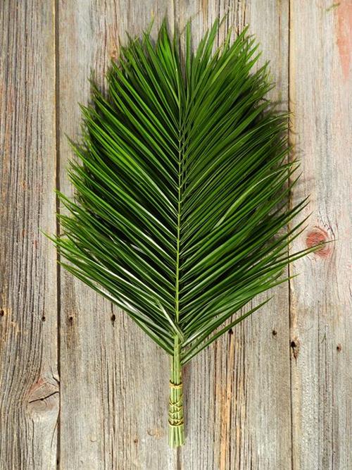 Wholesale Robellini Greens Delivered Online | FlowerFarm