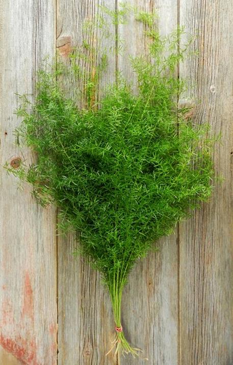 Wholesale Sprengerii Greens Delivered Online | FlowerFarm