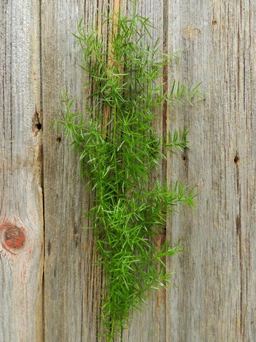 Wholesale Sprengerii Greens Delivered Online | FlowerFarm