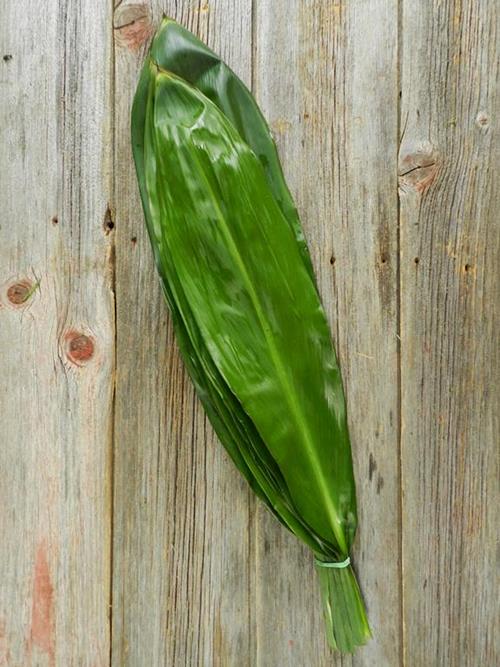 Wholesale Green Ti Leaves Delivered Online | FlowerFarm