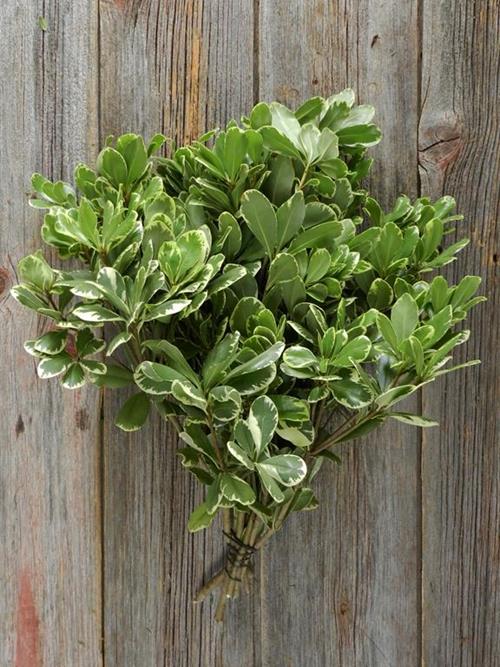 Wholesale Pittosporum Varigated Greens Delivered Online | FlowerFarm