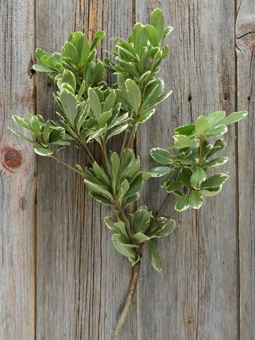 Wholesale Pittosporum Varigated Greens Delivered Online | FlowerFarm